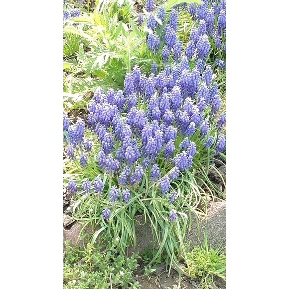 Other | 1 Grape Hyacinth Perennial Muscari Bluebells Bulbs Bluebonnets ...